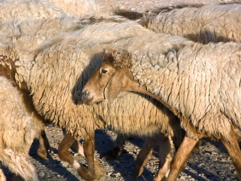 1,086 Sheep Israel Stock Photos - Free & Royalty-Free Stock Photos from ...