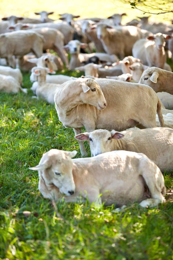 Sheep Herd, Many Sheeps on the Field Stock Photo - Image of agriculture ...