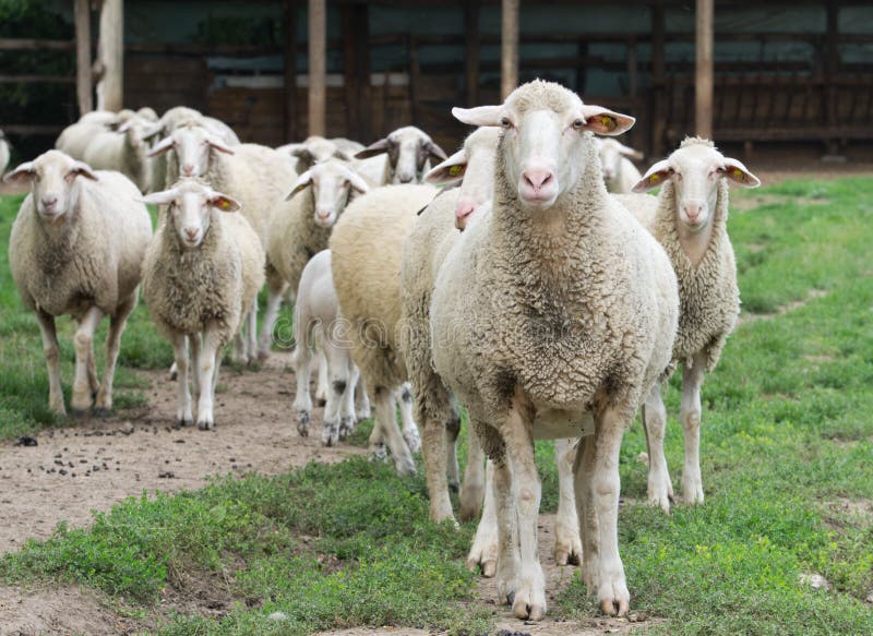 Sheep herd stock image. Image of ecology, health, breed - 33954167