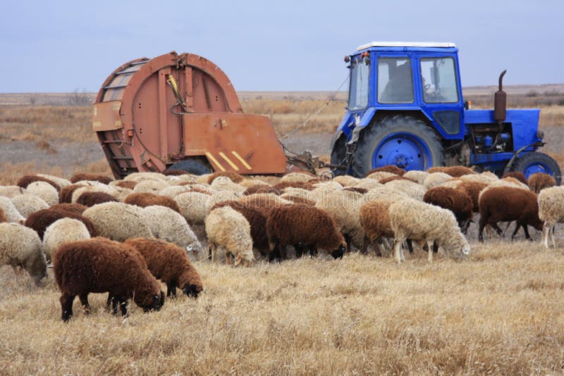 Sheep herd with tractor stock image. Image of blue, agricultural - 7792461