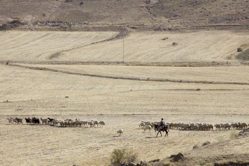 Sheep Herder, Steppe, Central Anatolia Stock Image - Image of green ...