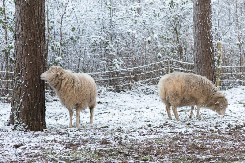 Sheep hiding behind a tree stock image. Image of livestock - 65436233