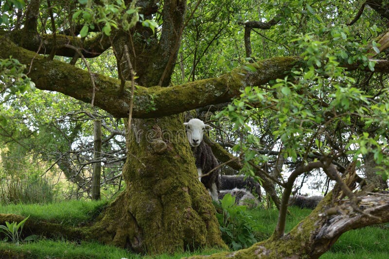 Sheep hiding behind tree stock image. Image of dense - 332599137