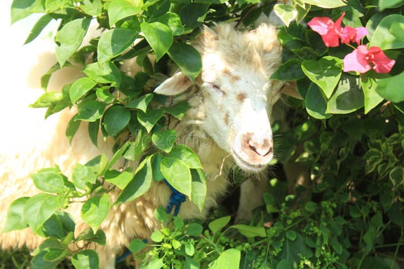 Sheep hiding stock photo. Image of nature, mammals, pets - 309491362