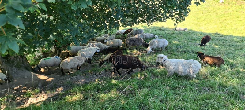 Sheep Hiding from the Sun in the Shade of a Tree, Berner Oberland ...