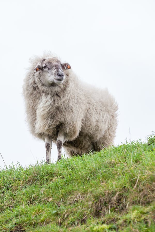 Sheep stock image. Image of hill, view, mammal, grass - 36967509
