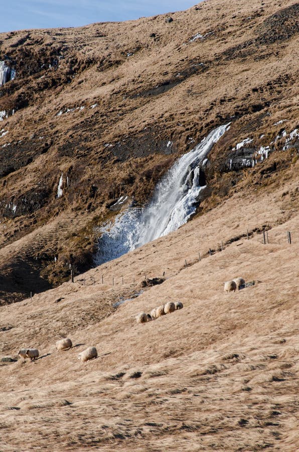 Sheep on the Hill with the Waterfall in the Back Stock Image - Image of ...