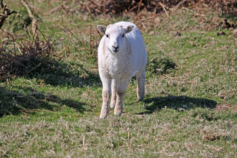 Sheep on the Hills Above Rhossili Stock Photo - Image of young, animal ...