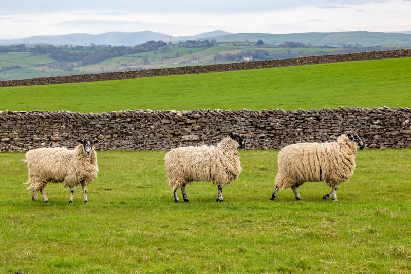 Sheep on a Hillside, Near Kendal in Cumbria Stock Image - Image of ...