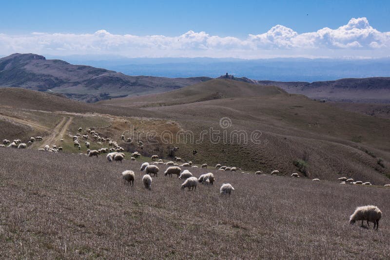 Sheep Horde in Caucasus Steppe Stock Image - Image of meadow, green ...