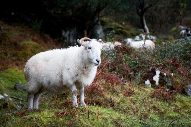 Sheep with horns stock image. Image of black, lamb, livestock - 8718117