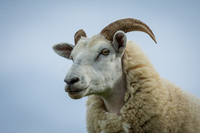 Sheep with horns stock photo. Image of white, field - 345933260