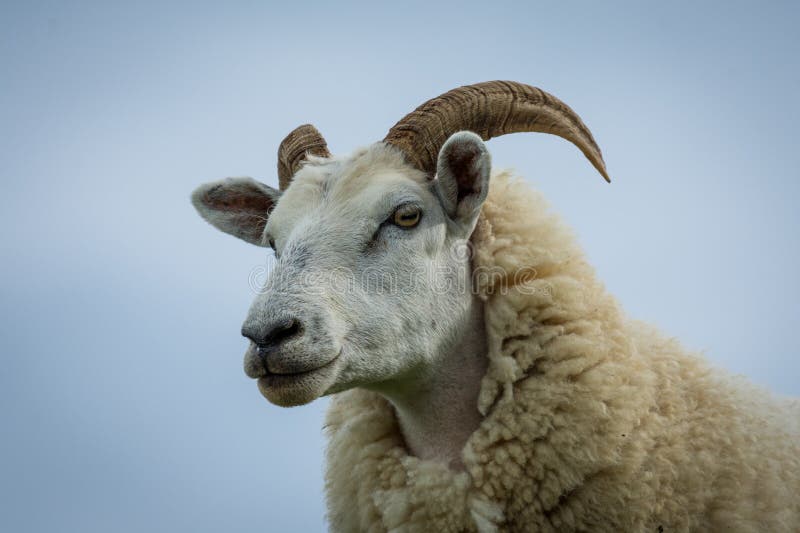 Sheep with horns stock image. Image of mammal, field - 345933373