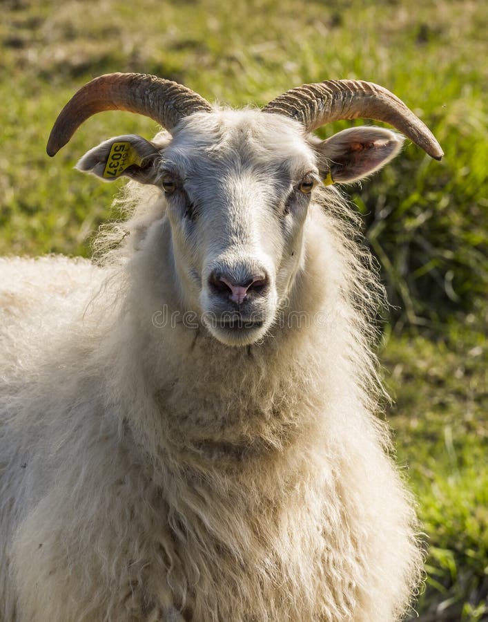 Sheep with Horns on Iceland Stock Photo - Image of farm, green: 79247068