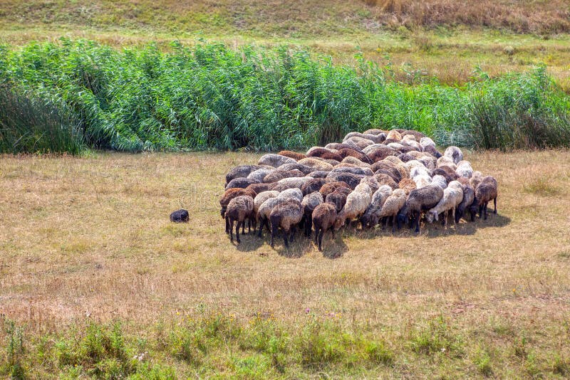 Sheep in the Hot Summer Day Stock Photo - Image of farming, africa ...