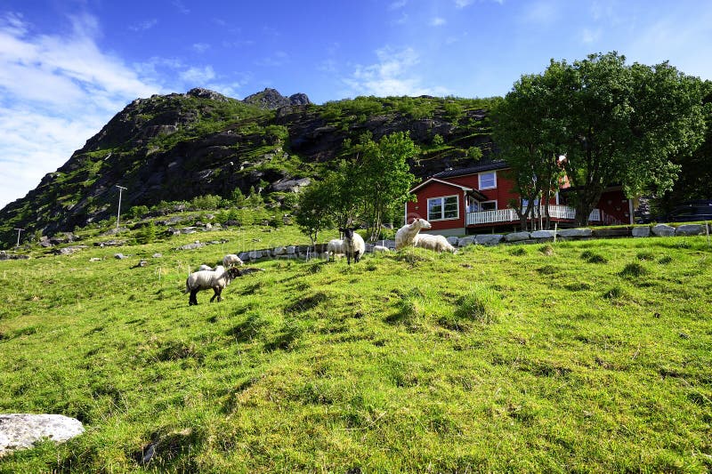 Sheep house in a farm stock photo. Image of agriculture - 232246056