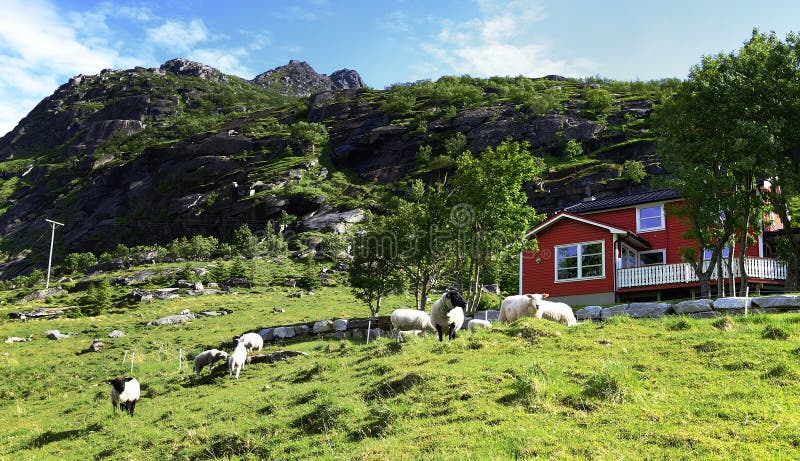Sheep house in a farm stock photo. Image of agriculture - 232246056