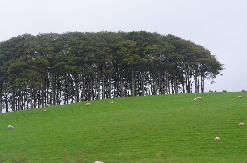 102 Trees Huddle Photos - Free & Royalty-Free Stock Photos from Dreamstime