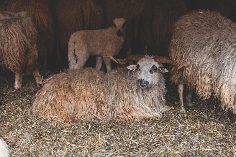 Sheep Huddles Closely Together Inside a Barn, Their Thick Wool ...