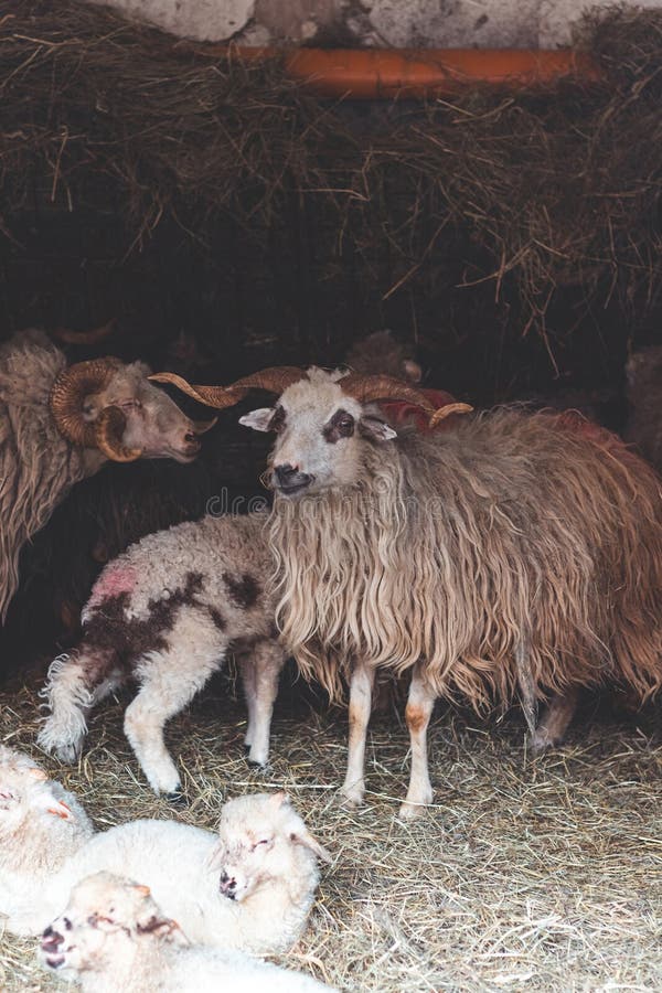 Sheep Huddles Closely Together Inside a Barn, Their Thick Wool ...