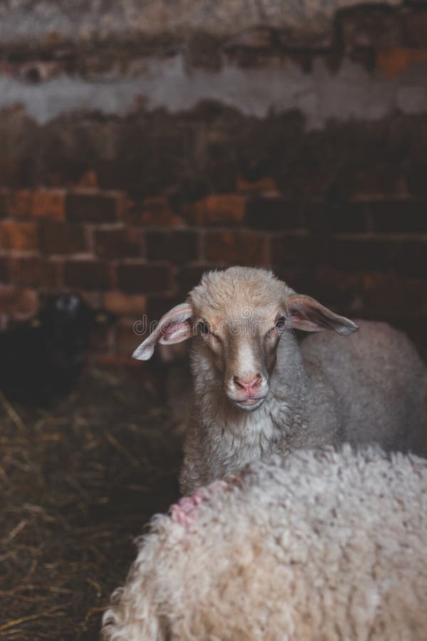 Sheep Huddles Closely Together Inside a Barn, Their Thick Wool ...