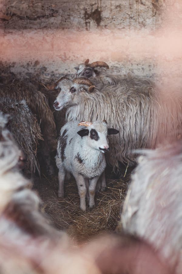 Sheep Huddles Closely Together Inside a Barn, Their Thick Wool ...