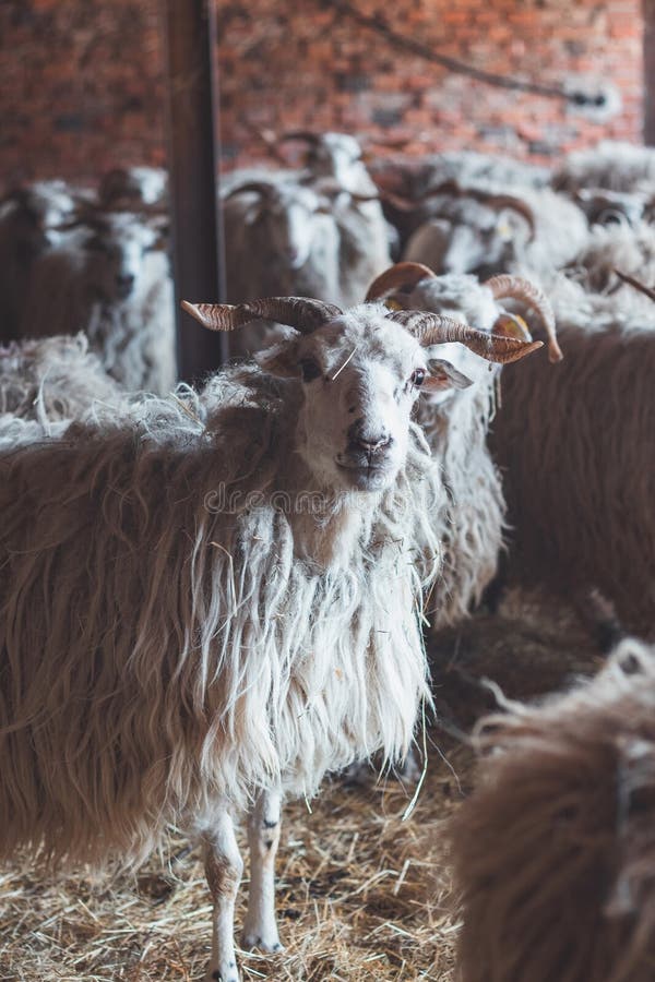 Sheep Huddles Closely Together Inside a Barn, Their Thick Wool ...