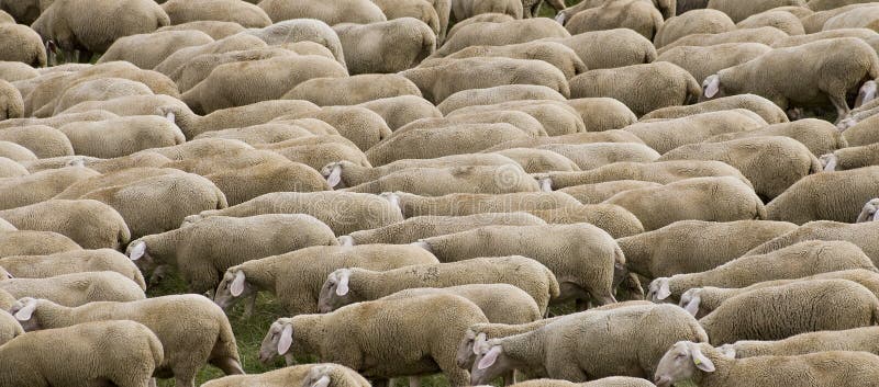 Sheep hurd stock photo. Image of material, grass, nature - 4573810