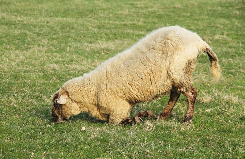 Injured Sheep Stock Photos - Free & Royalty-Free Stock Photos from ...