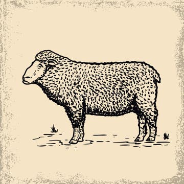 Sheep Element Stock Illustrations – 17,246 Sheep Element Stock ...