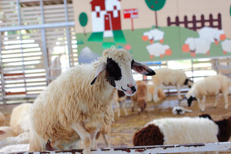 Sheep stock image. Image of local, group, sheep, farm - 67662935