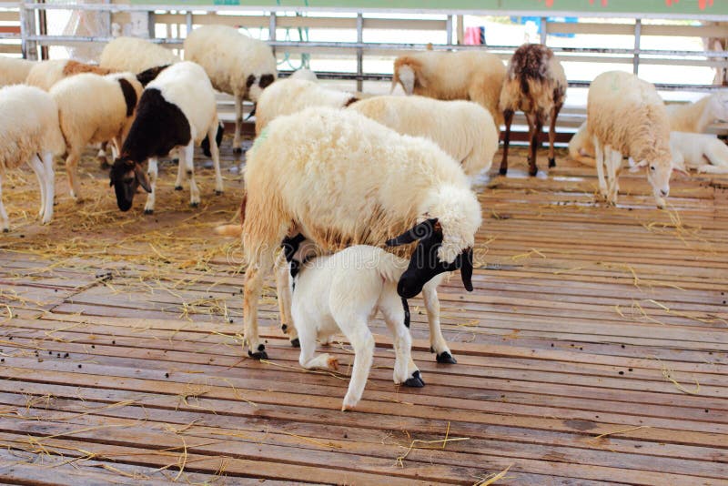 Sheep stock image. Image of local, group, sheep, farm - 67662935