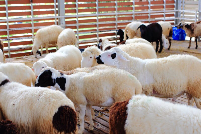 Sheep stock image. Image of local, group, sheep, farm - 67662935