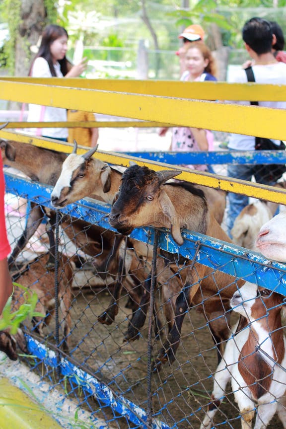 Sheep editorial photo. Image of tourist, open, feed, animal - 72079221