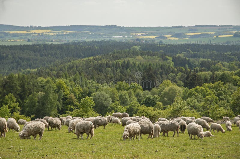 Sheep stock image. Image of mammal, green, sheep, breed - 68069469