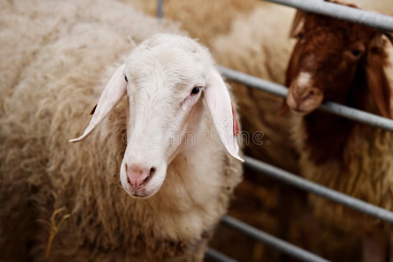 Sheep inside a farm stock photo. Image of animal, fauna - 63800440