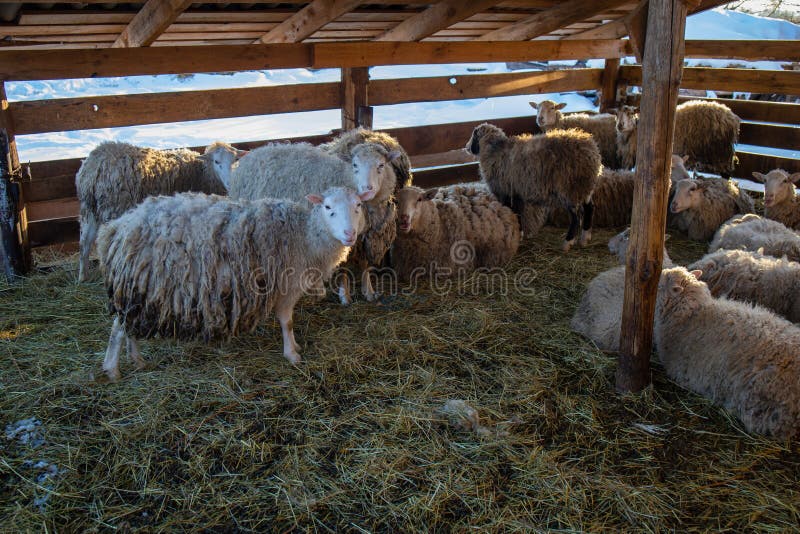 Sheep Inside a Sheep Farm. Thoroughbred Sheep on a Farm in the Stall ...