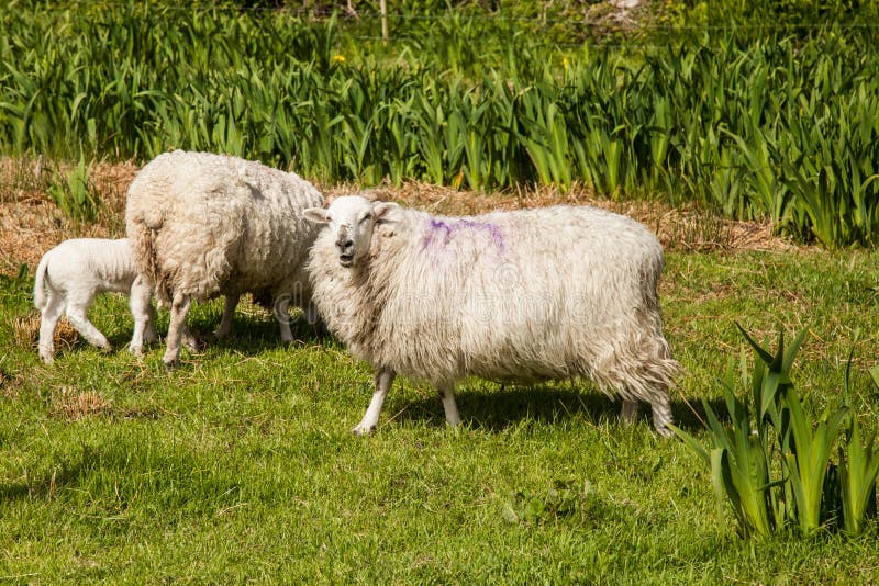 Sheep, Ireland stock photo. Image of fodder, grass, goats - 41267392
