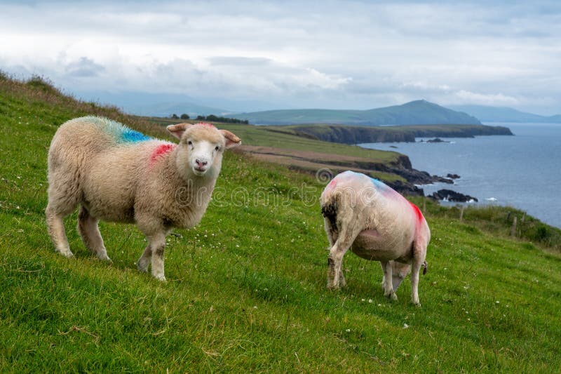 A sheep in Ireland stock photo. Image of wool, irish - 16594706