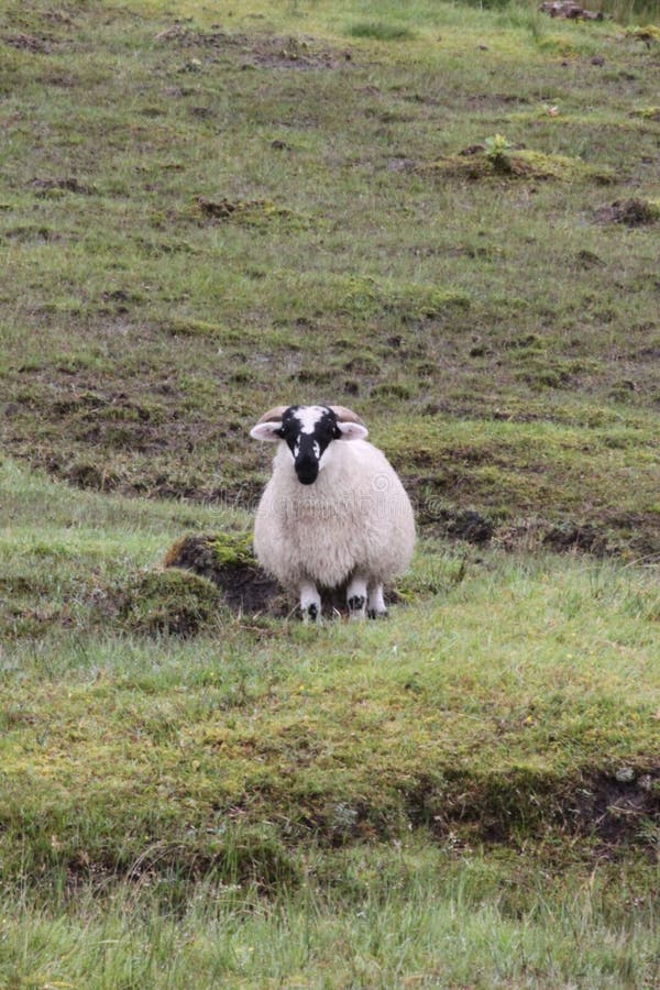 A sheep in Ireland stock photo. Image of wool, irish - 16594706