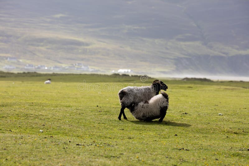 Sheep in Ireland stock image. Image of domestic, bovine - 99592603