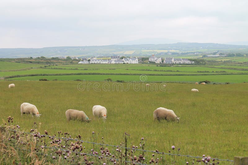 Sheep in Irish Fields stock image. Image of farm, sheep - 79920621