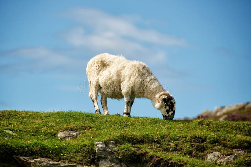 Sheep stock photo. Image of ireland, corral, traveling - 87364630