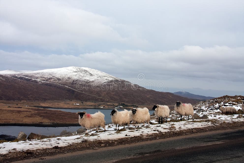 Sheep on the Isle of Harris Stock Photo - Image of view, landscape ...