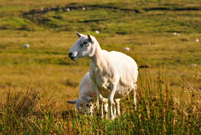Mama Sheep & Lamb stock photo. Image of sheared, grass - 103732548