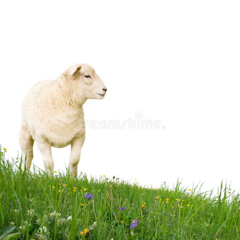 Sheep isolated stock image. Image of copy, graze, isolated - 43203617