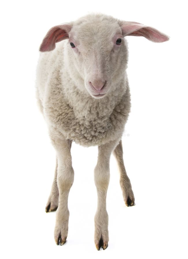 Side View of a Sheep Looking Away Against White Background Stock Image ...