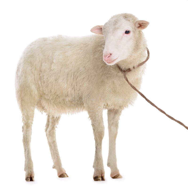 Sheep isolated on white stock image. Image of comfortable - 36044341