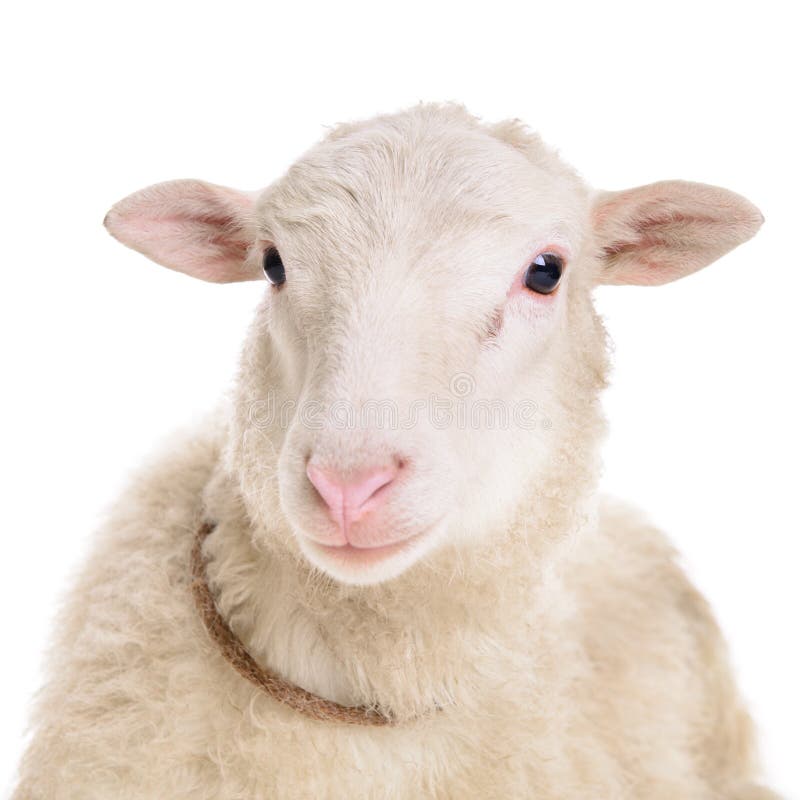 Sheep isolated on white stock photo. Image of fluffy - 45063508