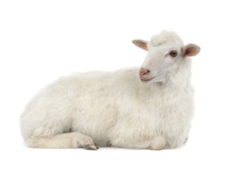 Lamb Kneeling Stock Photos - Free & Royalty-Free Stock Photos from ...